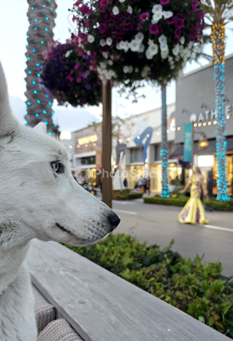 Convert to Vector or Embroidery Tape - Any Design